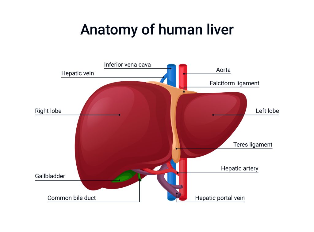 Liver Surgery Hepatectomy – Liver resection – Partial hepatectomy